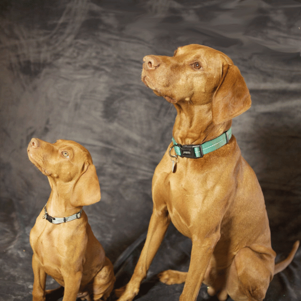 Rainbow Hungarian Vizsla Club | Photo Gallery