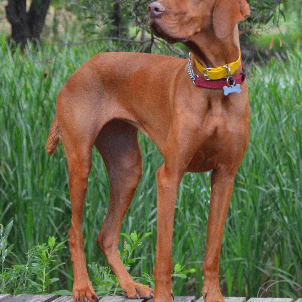 Rainbow Hungarian Vizsla Club | Photo Gallery